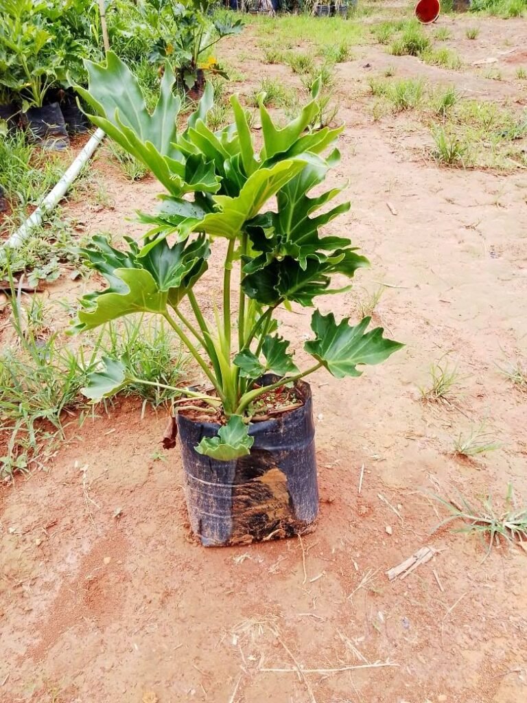 Guaimbé - Sítio Morrinhos